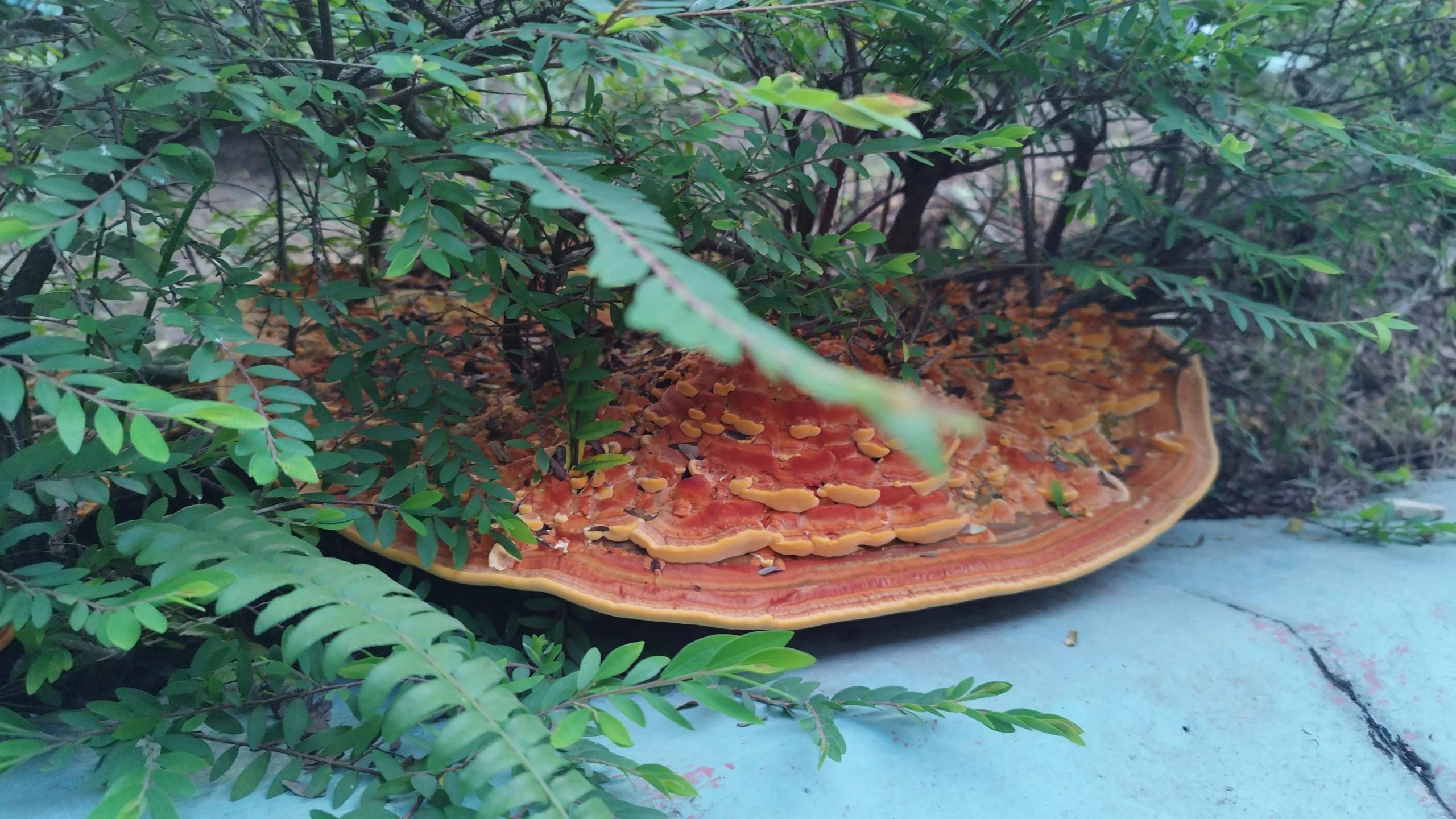 Large fungus spotted in Woodlands HDB, netizens wonder what it is ...